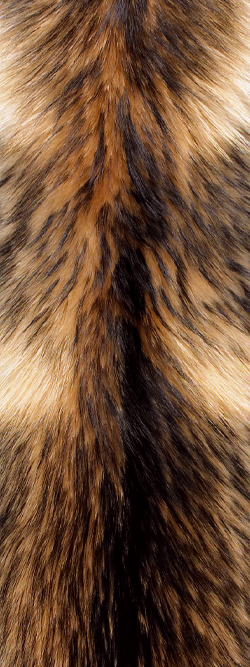 Finnraccoon - Sagafurs