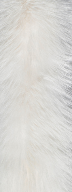 Finnraccoon - Sagafurs