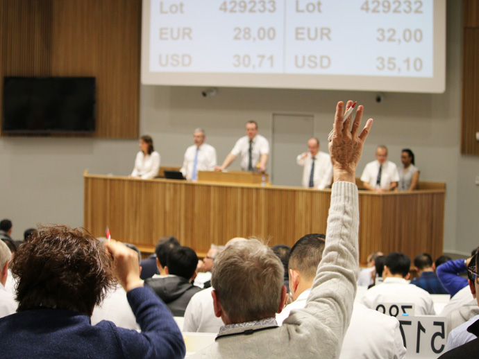 Saga Furs mink auction started with a 100% clearance at firm prices ...